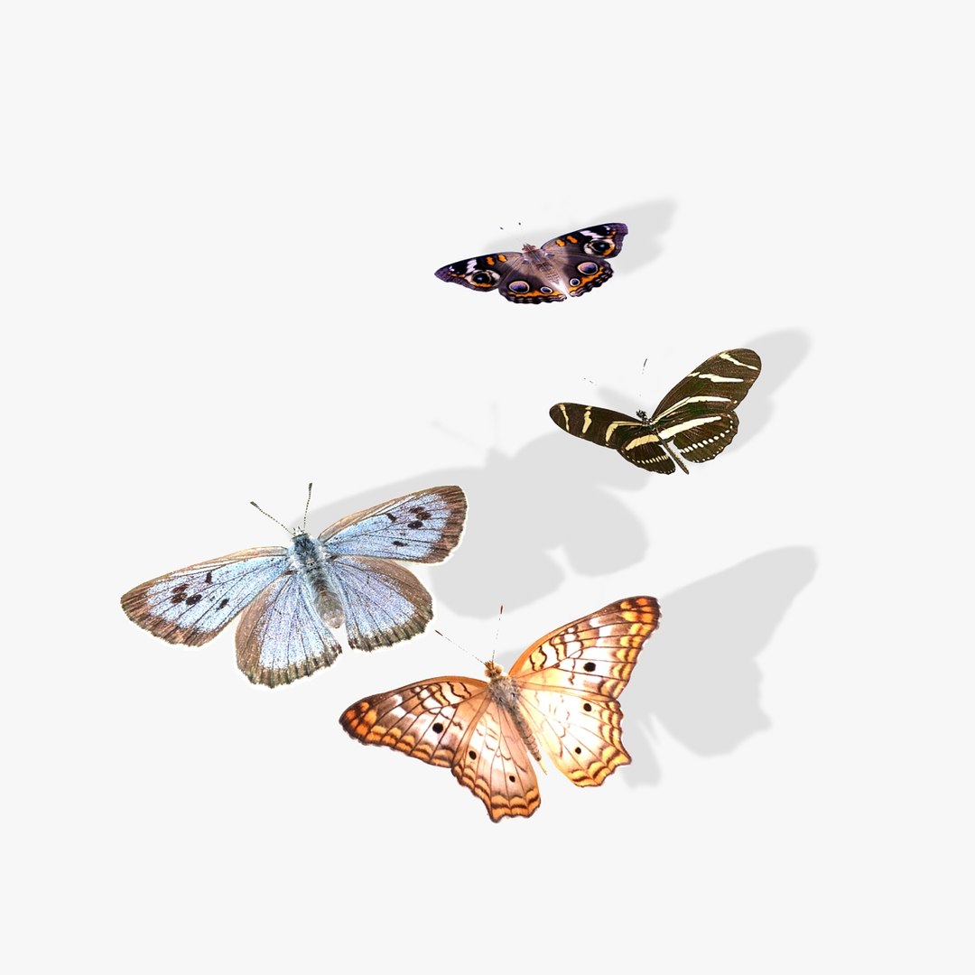 Simple Butterflies Animation 3D Model - TurboSquid 1441132