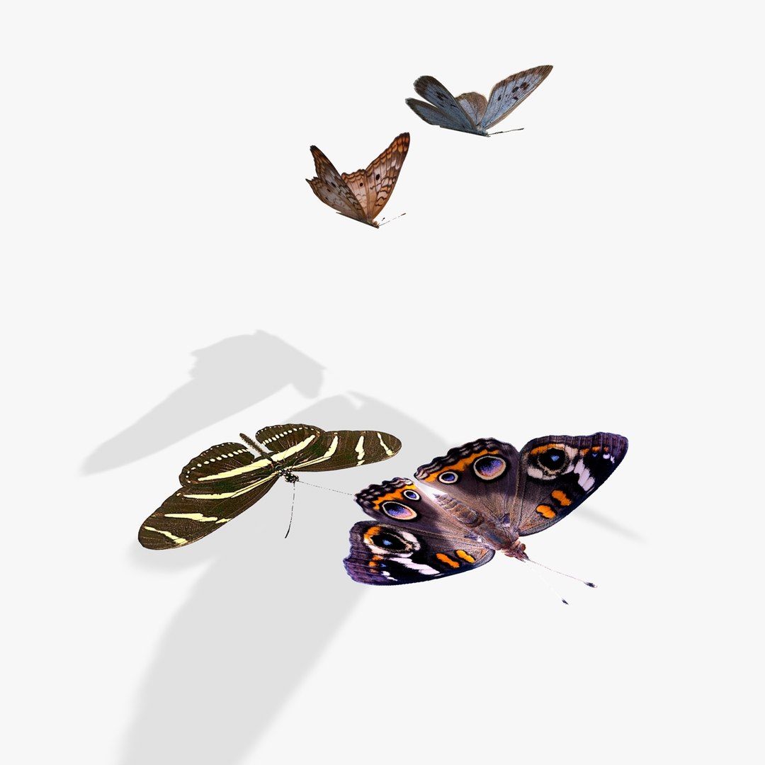 Simple Butterflies Animation 3D Model - TurboSquid 1441132