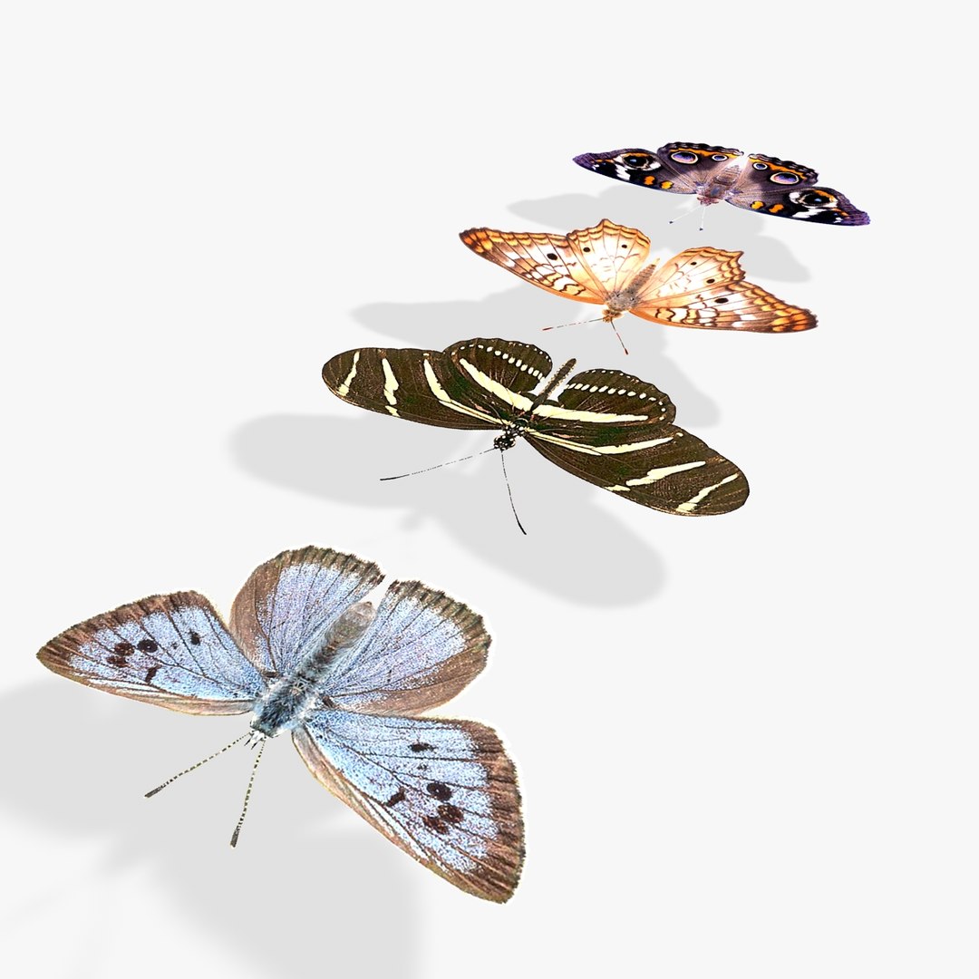Simple Butterflies Animation 3D Model - TurboSquid 1441132