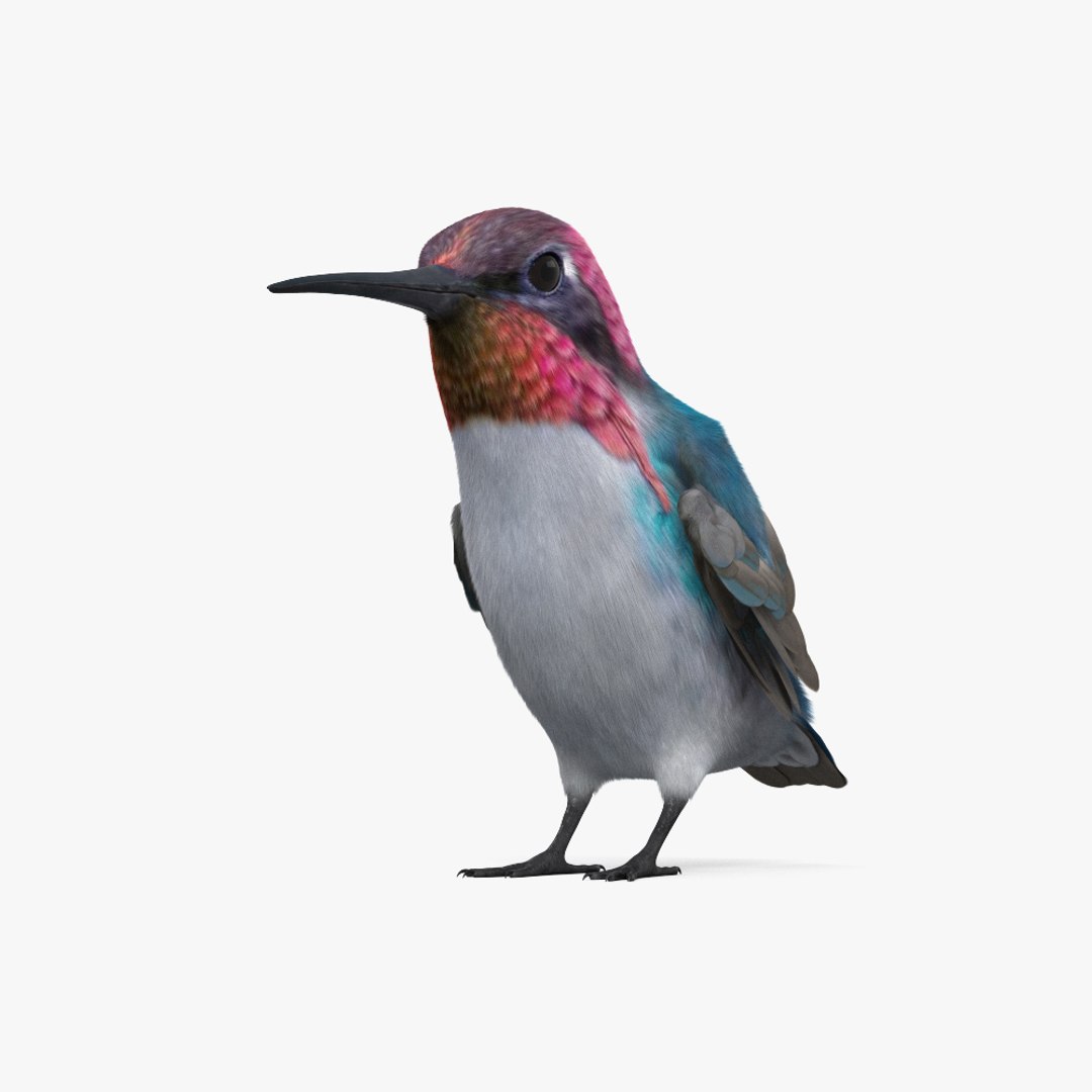 modelo 3d Abeja Colibrí - TurboSquid 2145819