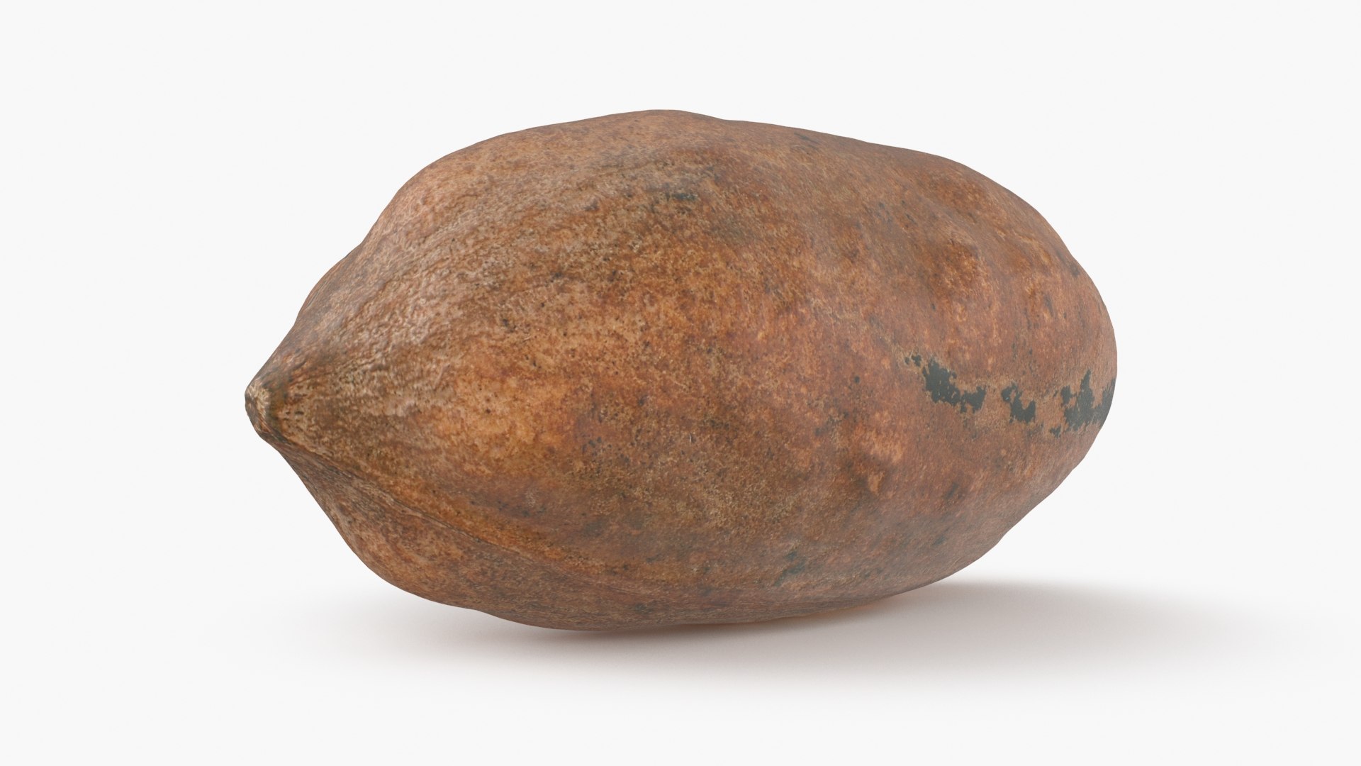 Pecan Shell 02 3D - TurboSquid 1977604