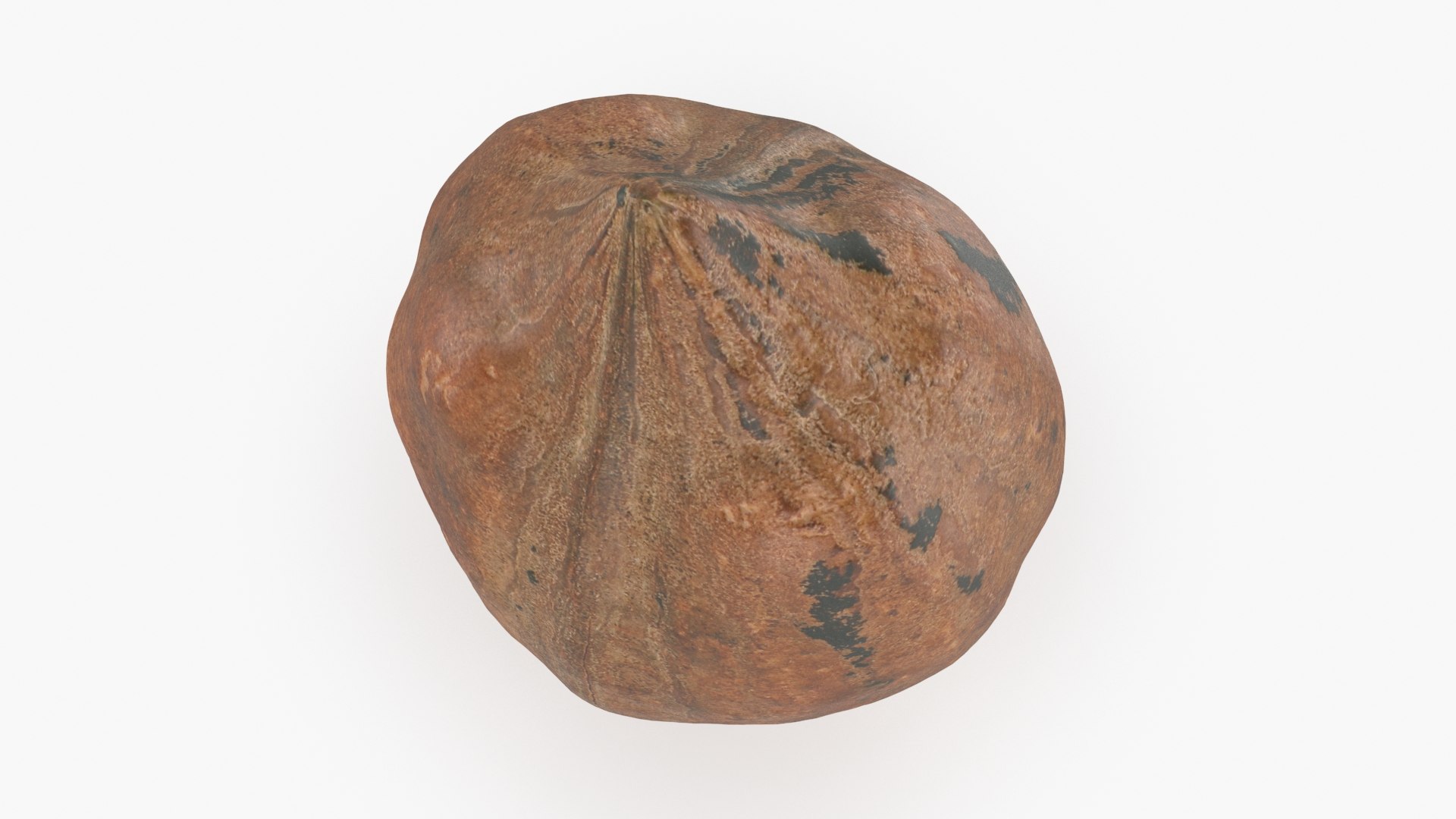 Pecan Shell 02 3D - TurboSquid 1977604