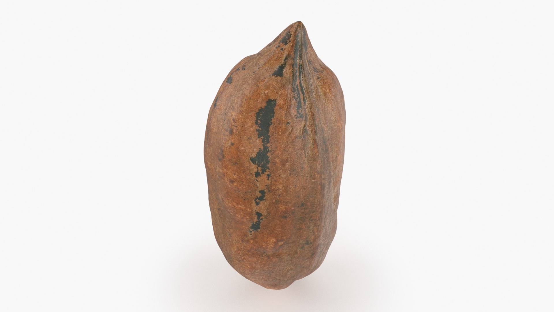 Pecan Shell 02 3D - TurboSquid 1977604