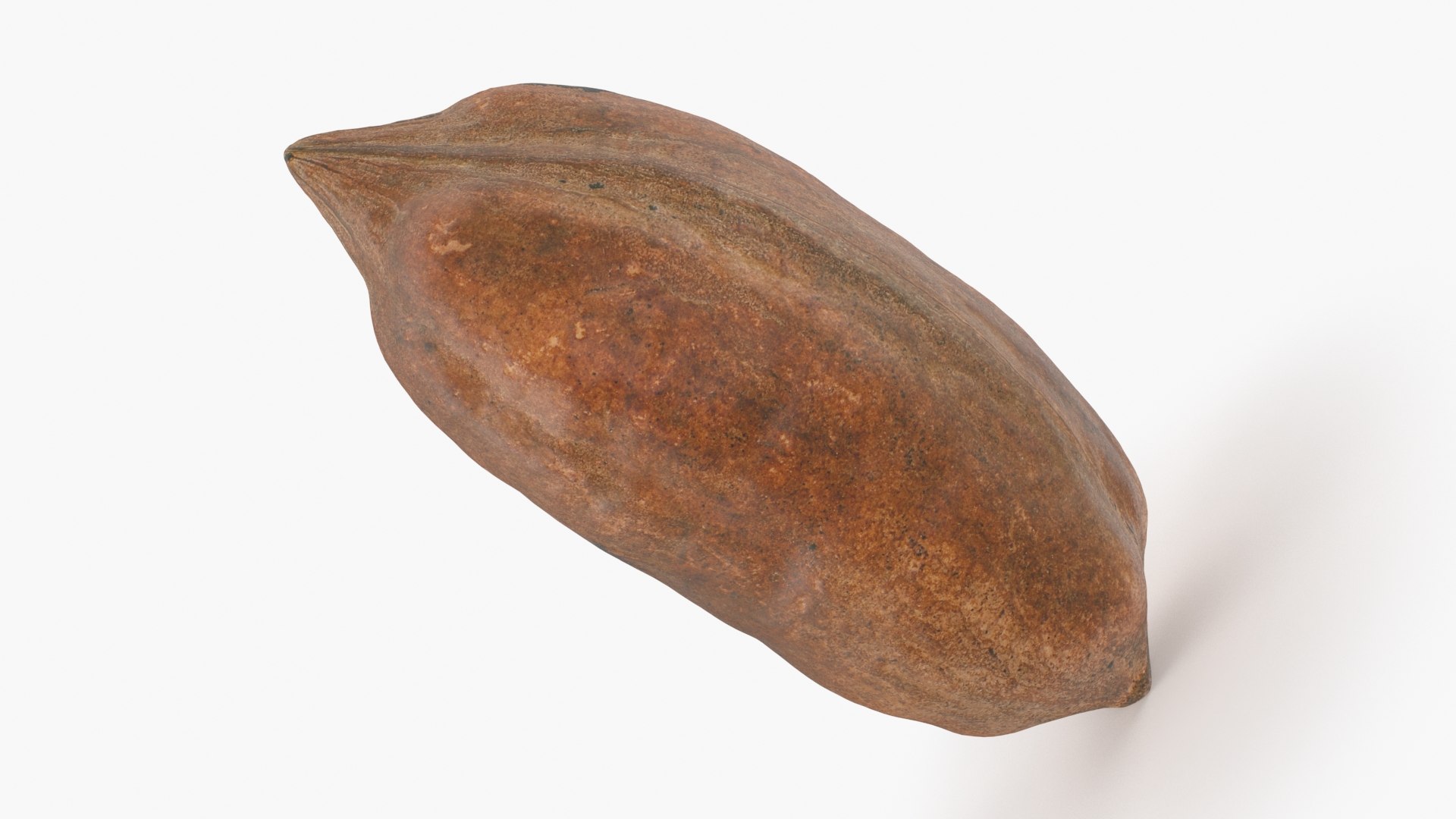 Pecan Shell 02 3D - TurboSquid 1977604