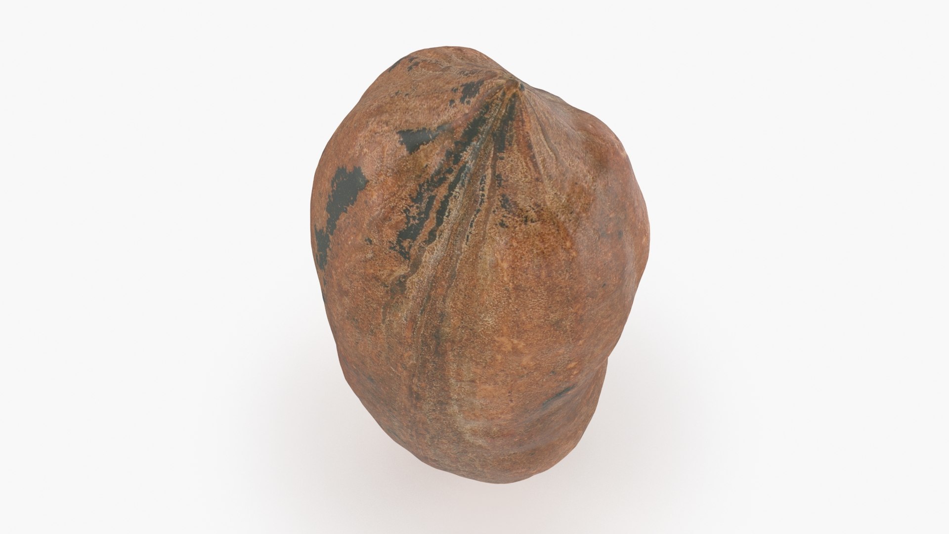 Pecan Shell 02 3D - TurboSquid 1977604