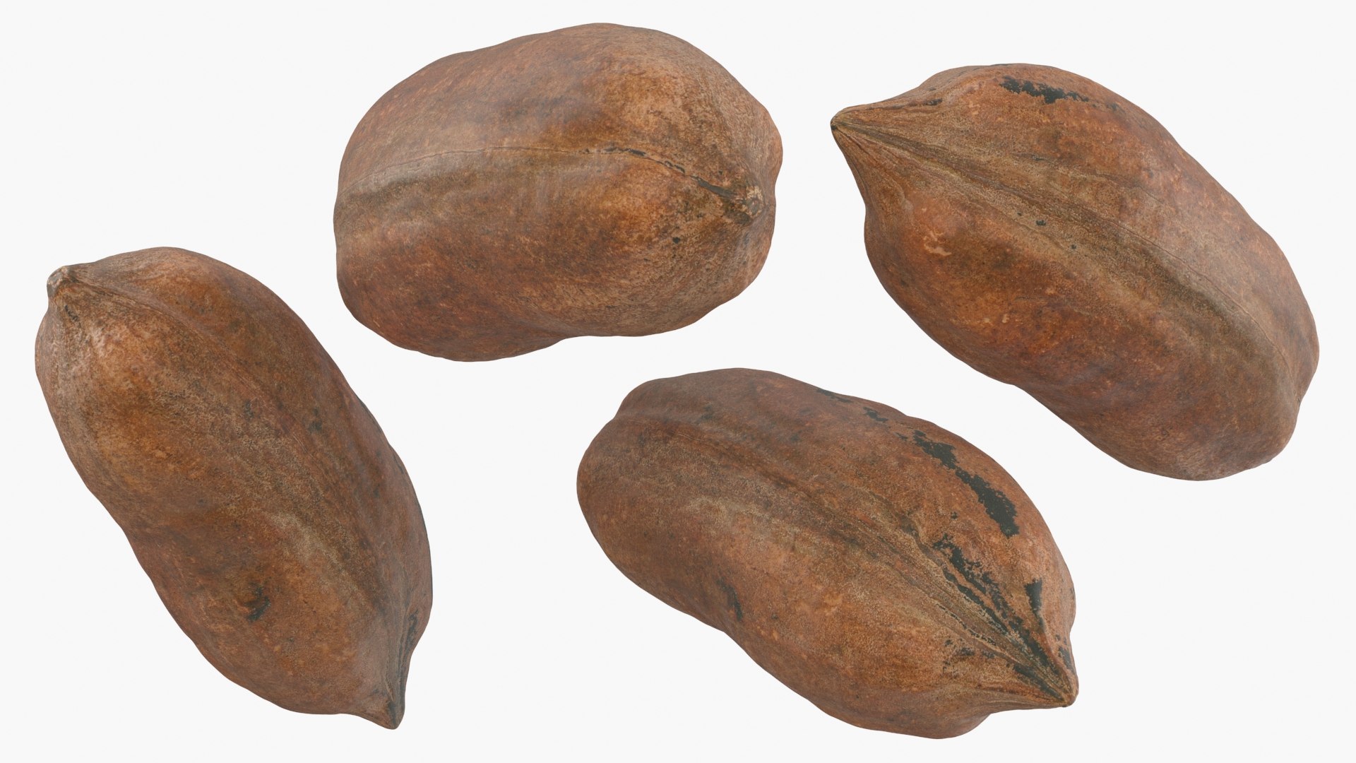 Pecan Shell 02 3D - TurboSquid 1977604