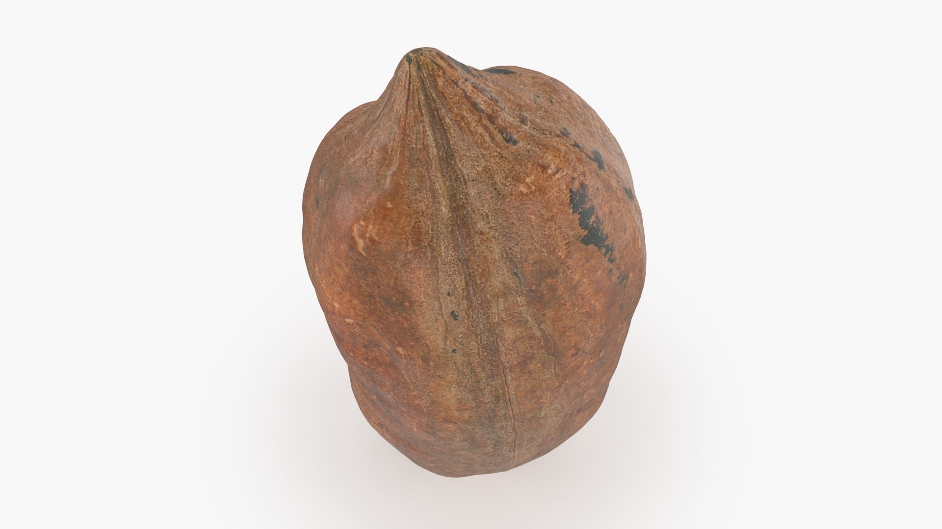 Pecan Shell 02 3D - TurboSquid 1977604