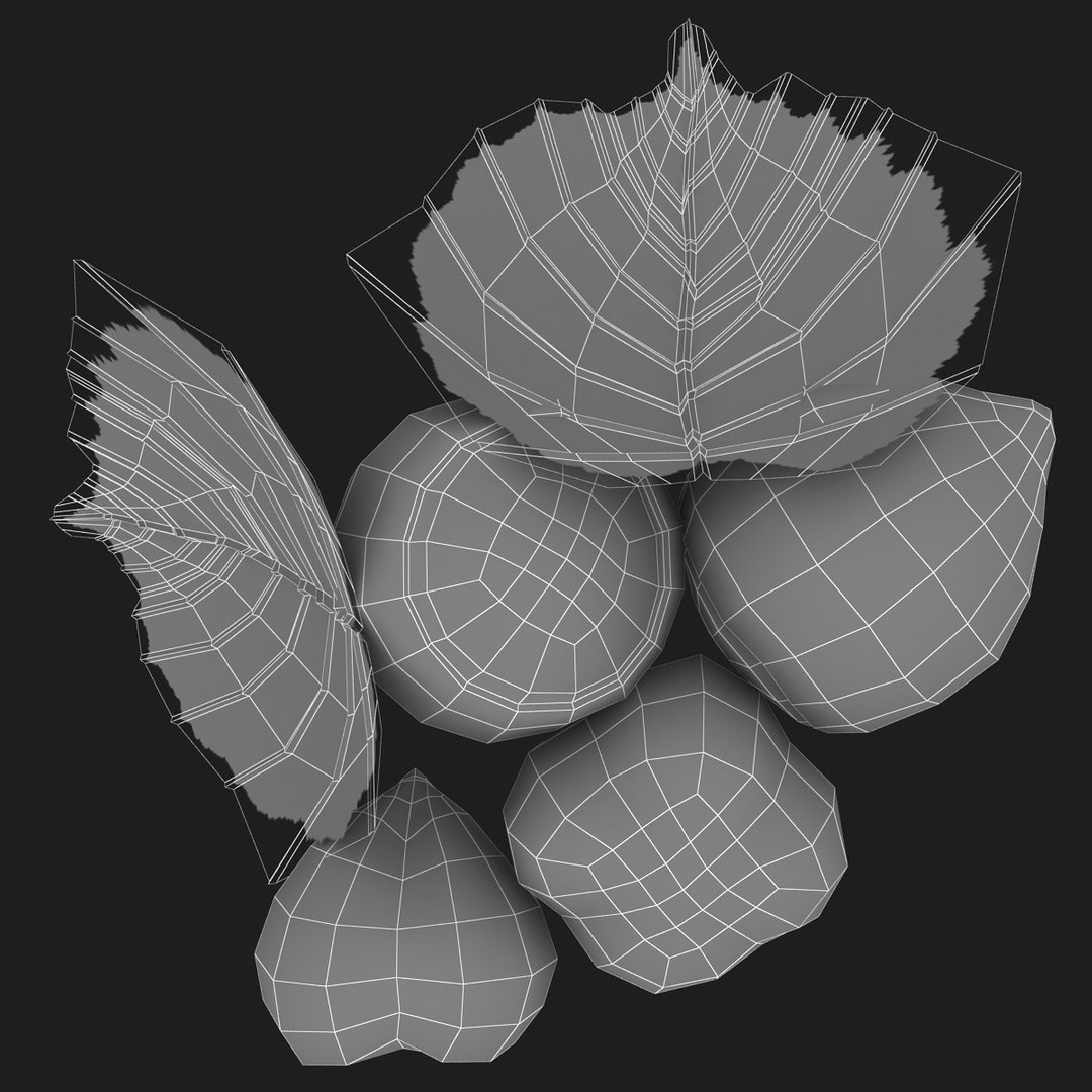 Hazelnut Scanline 3d Model