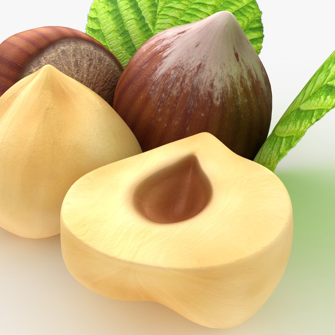 Hazelnut Scanline 3d Model