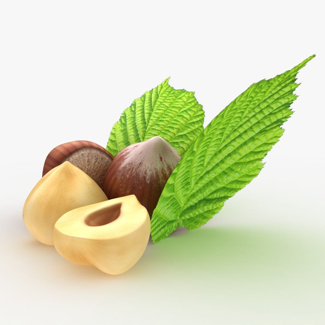 Hazelnut Scanline 3d Model