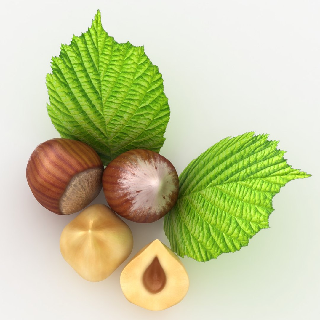 Hazelnut Scanline 3d Model