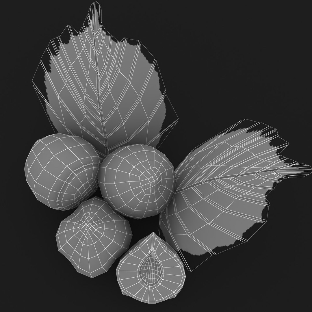 Hazelnut Scanline 3d Model