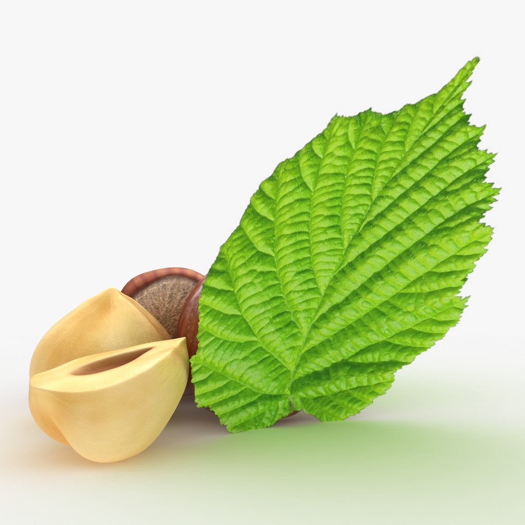 Hazelnut Scanline 3d Model