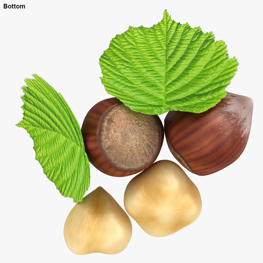 Hazelnut Scanline 3d Model