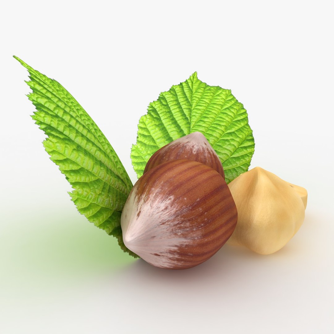 Hazelnut Scanline 3d Model