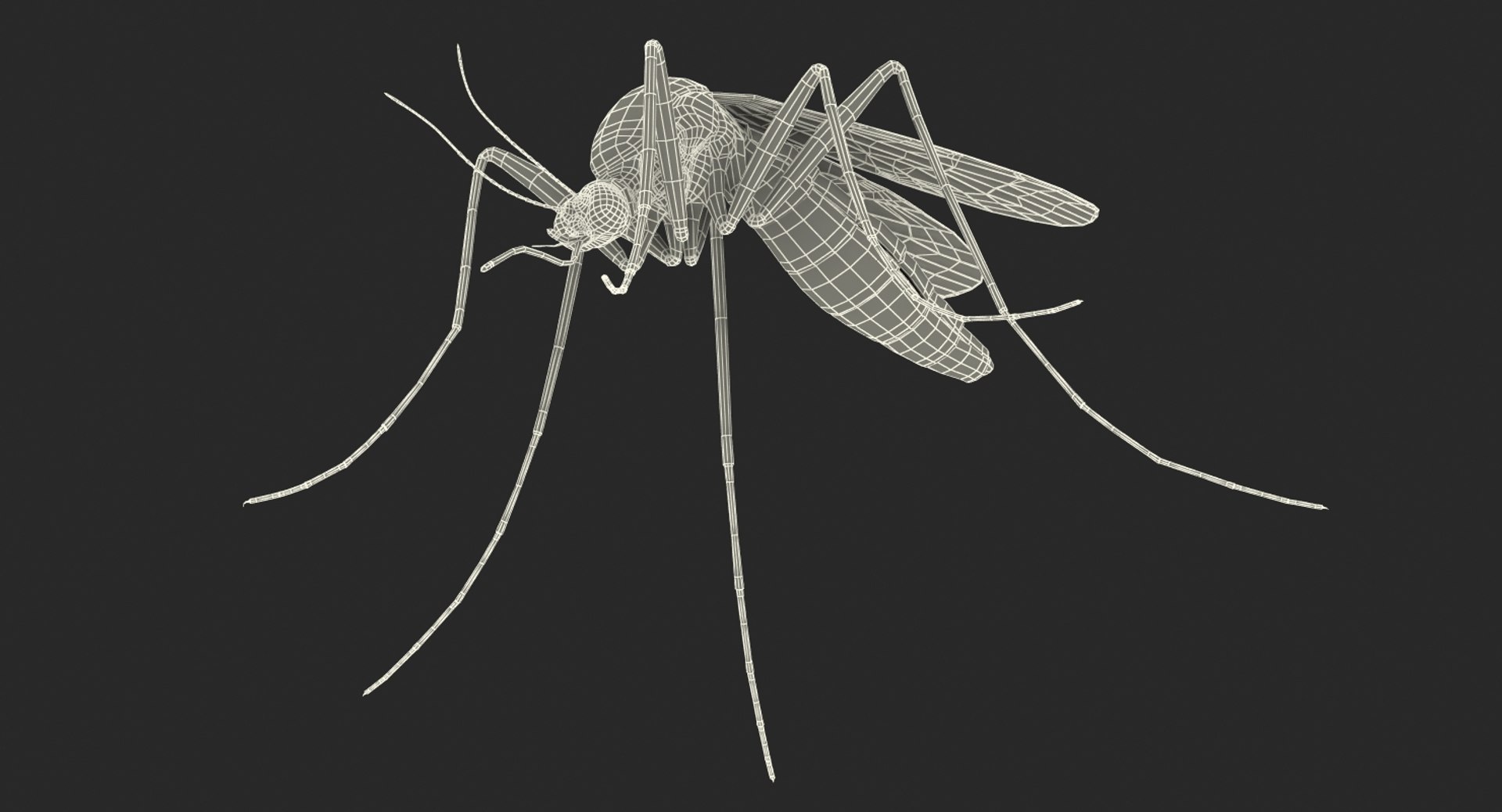 Mosquito 3d Model