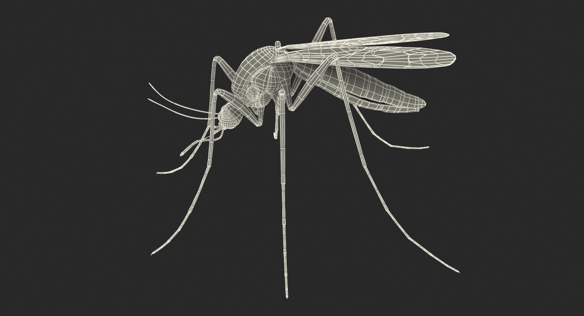 Mosquito 3d Model