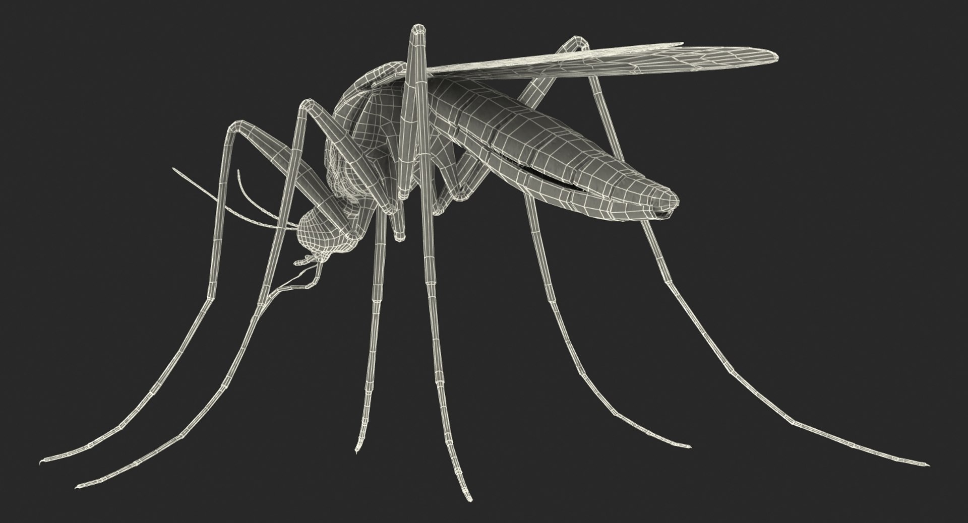 Mosquito 3d Model