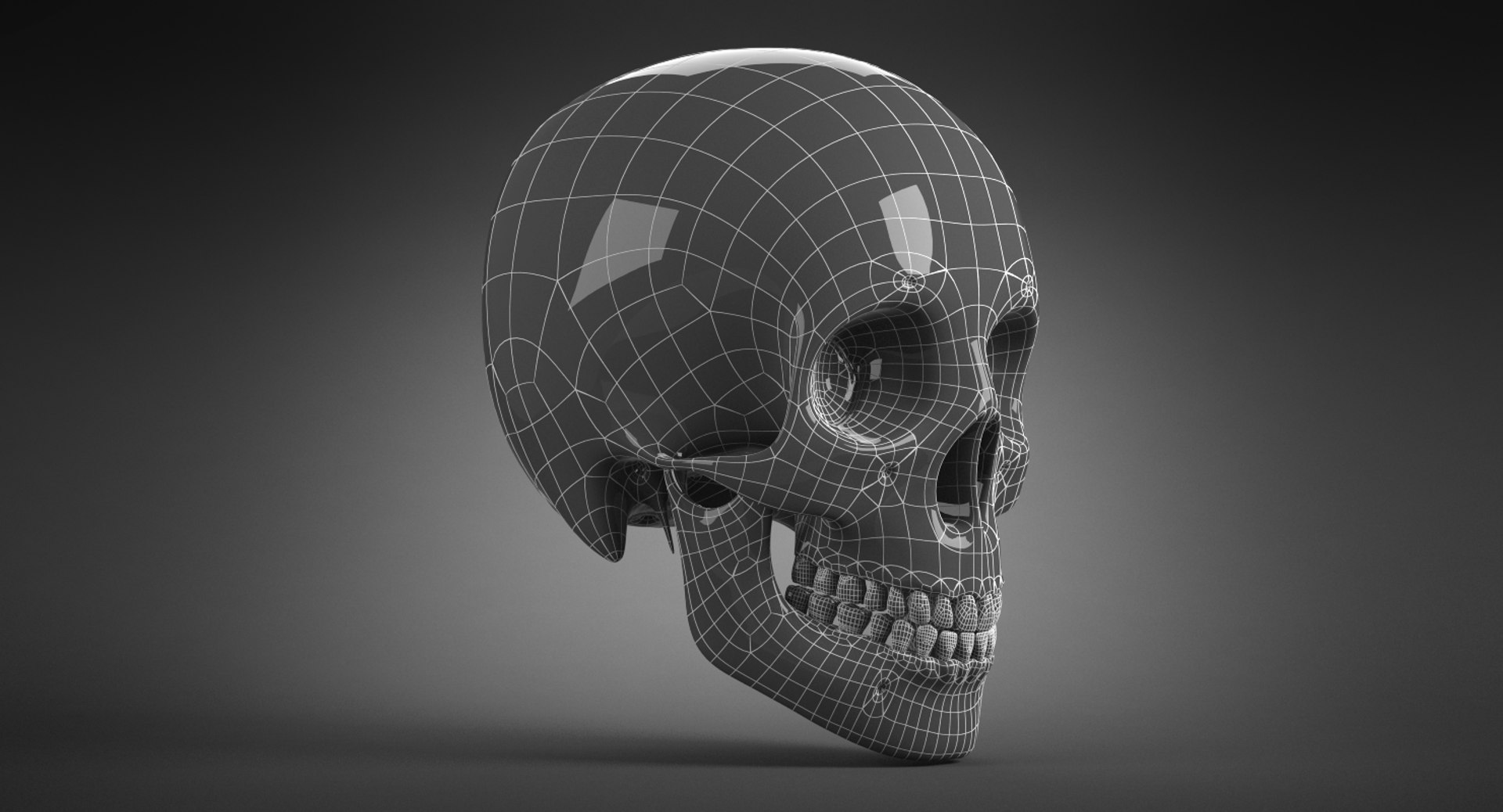 3d human skull model