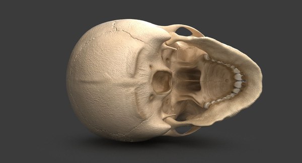 3d human skull model
