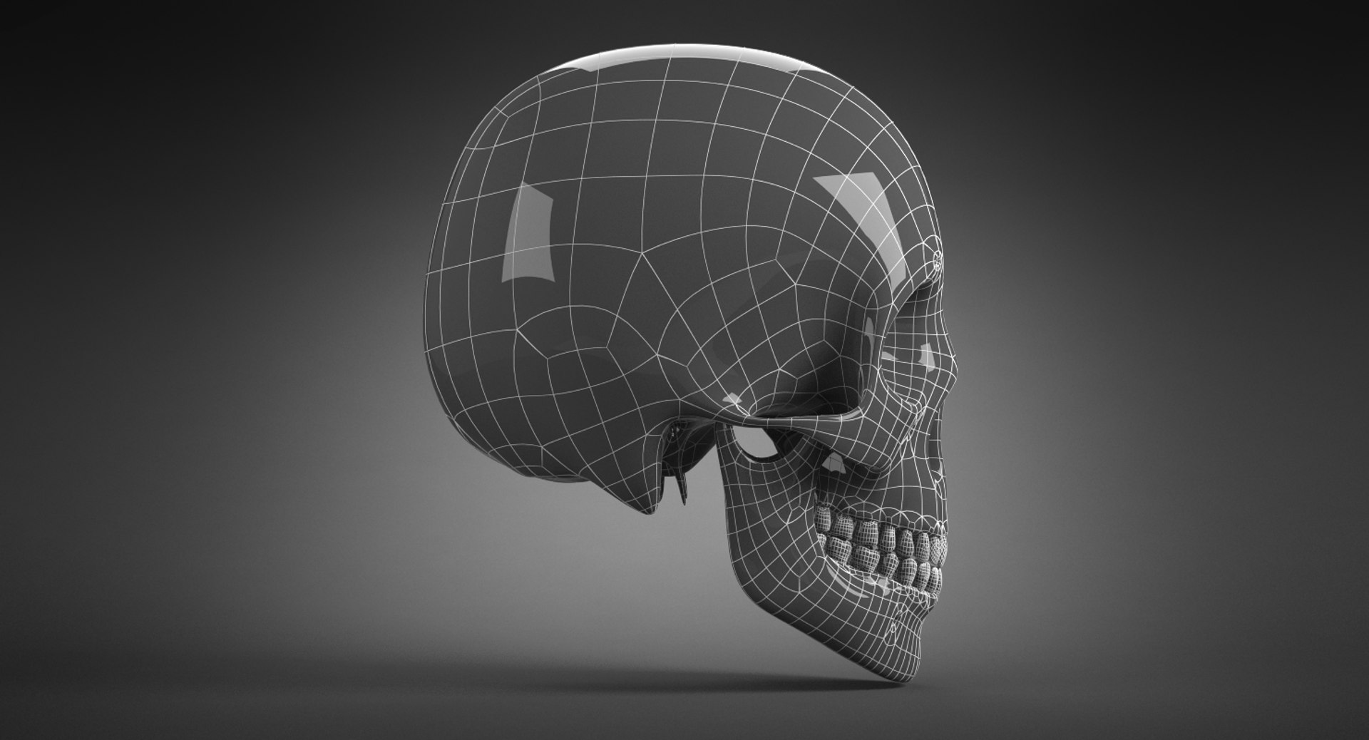 3d human skull model