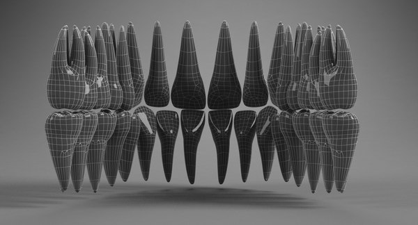3d human skull model