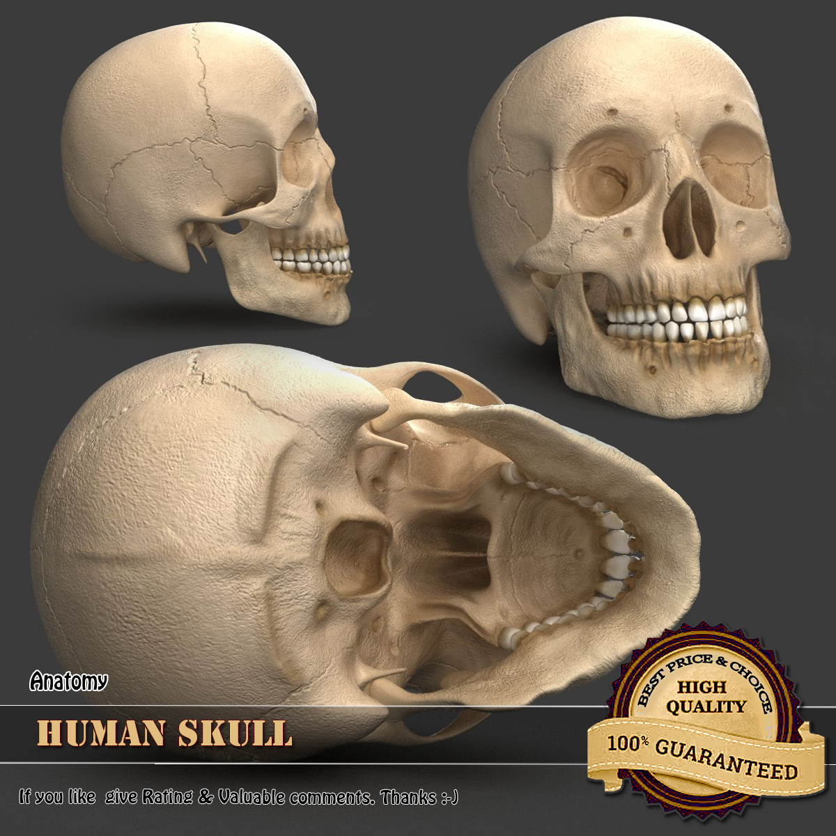 3d human skull model