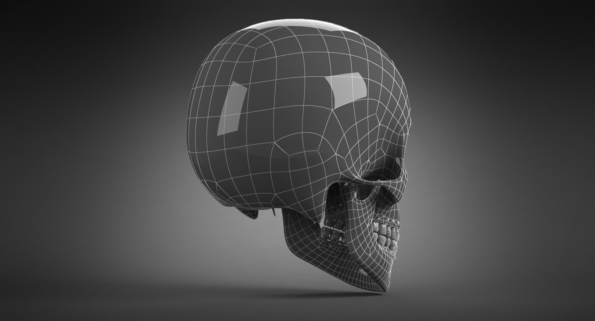 3d human skull model