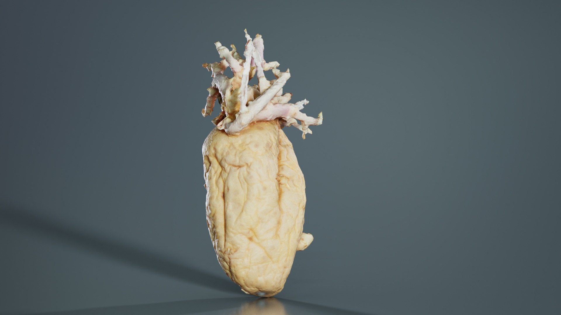 Shriveled Potatoe 6 Remastered Model - TurboSquid 2362481