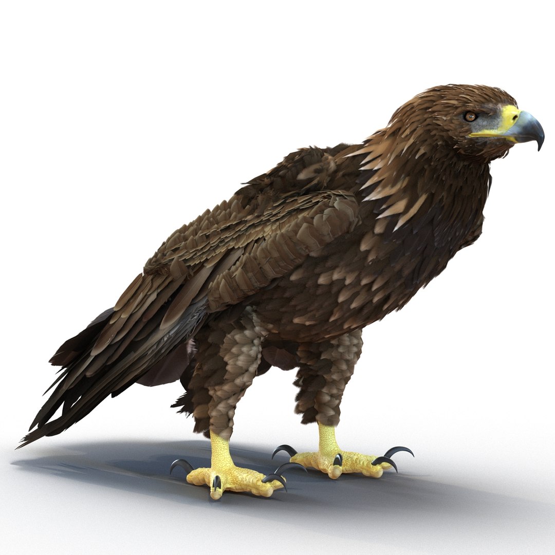 Golden Eagle Pose 5 3d Model