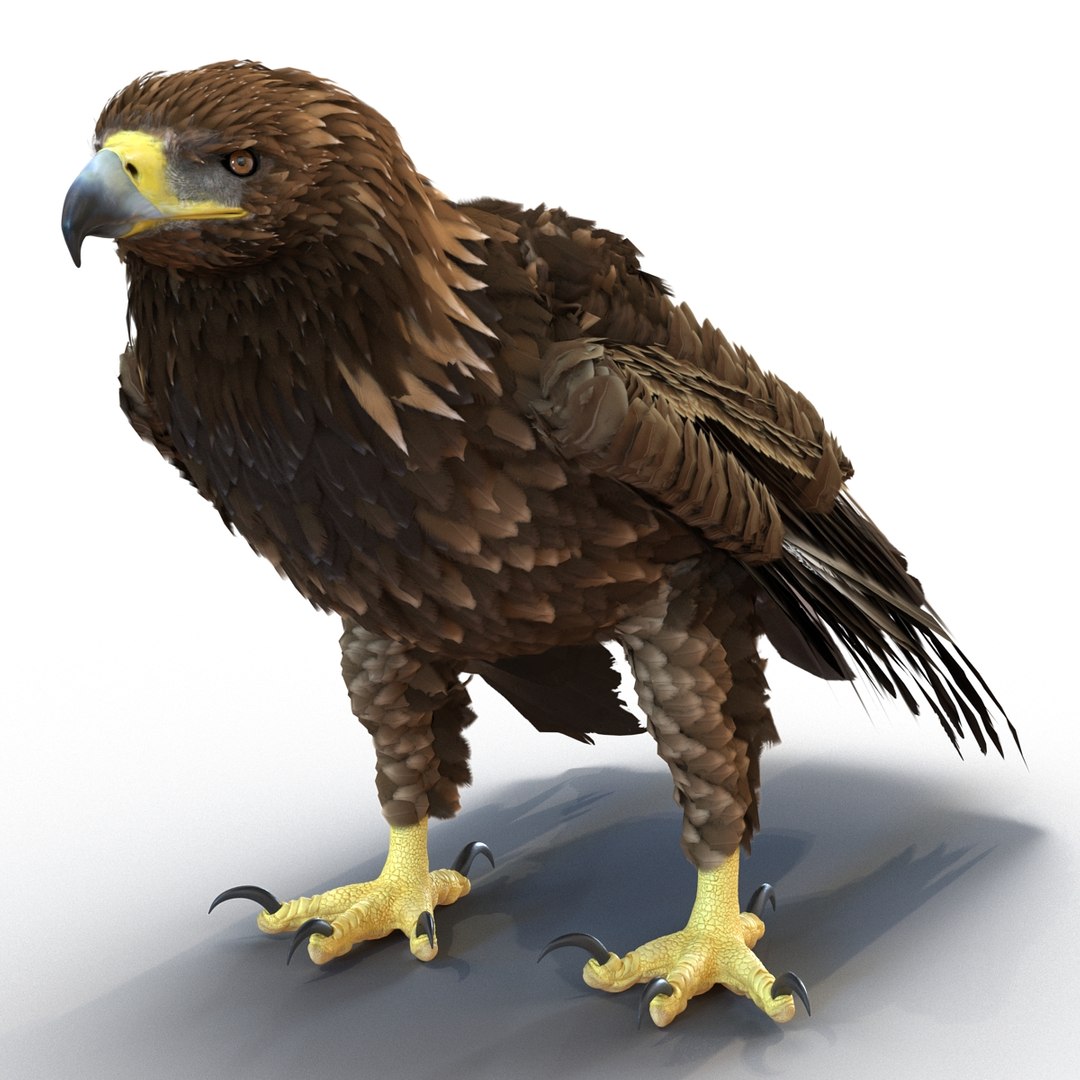 Golden Eagle Pose 5 3d Model
