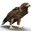 Golden Eagle Pose 5 3d Model