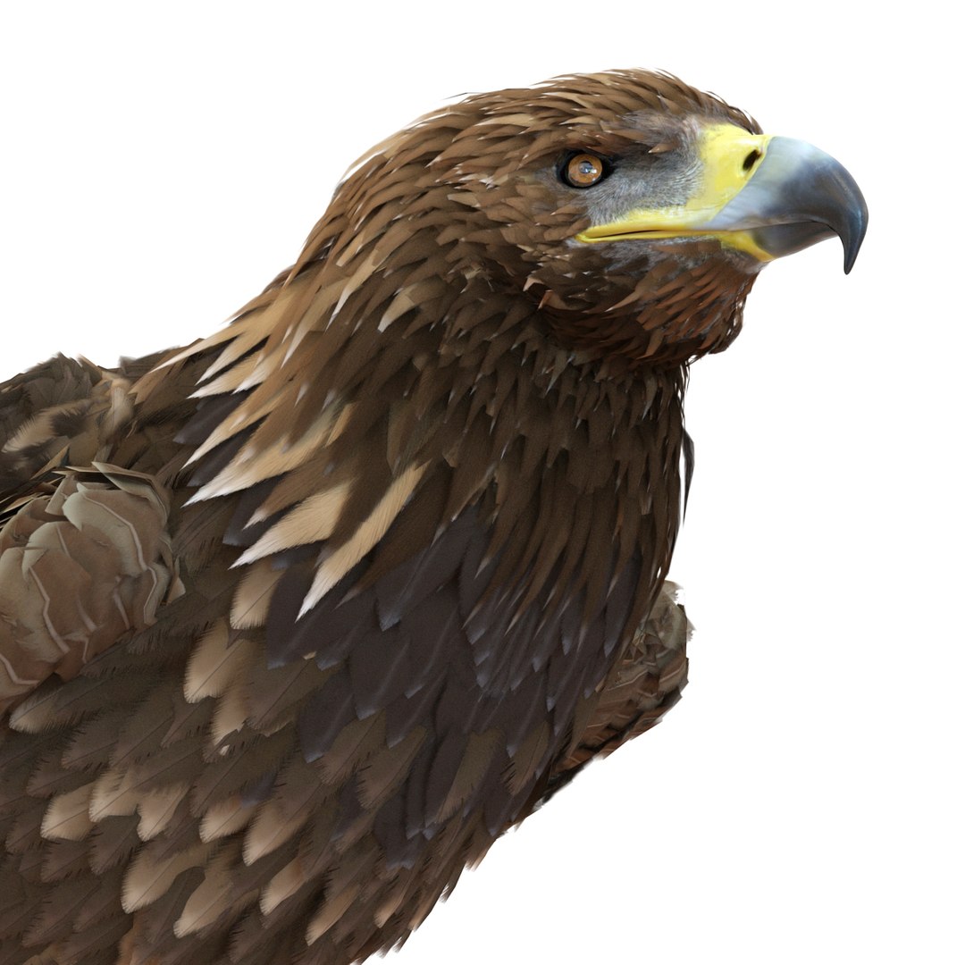 Golden Eagle Pose 5 3d Model
