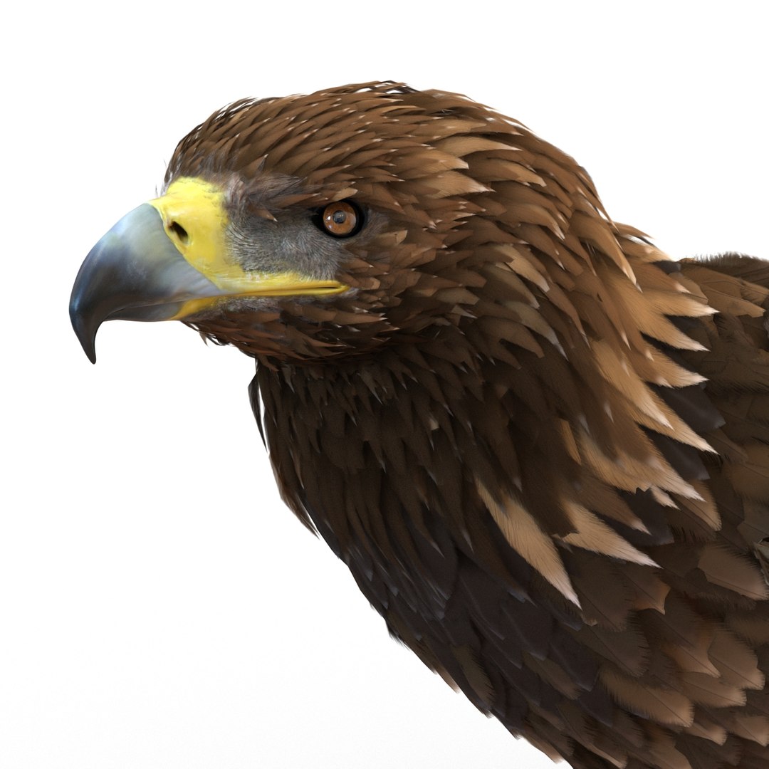 Golden Eagle Pose 5 3d Model
