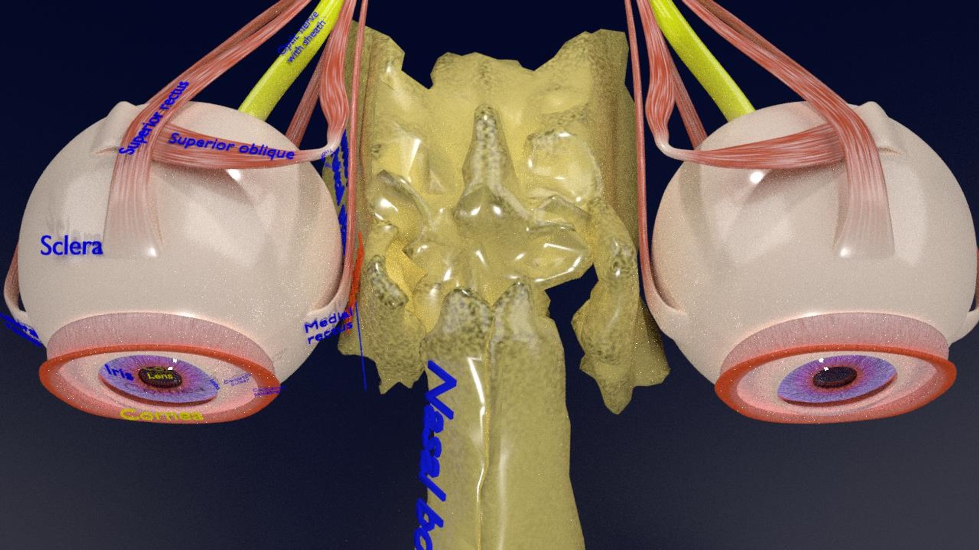 Eye anatomy cut open detail labelled 3D - TurboSquid 1773930