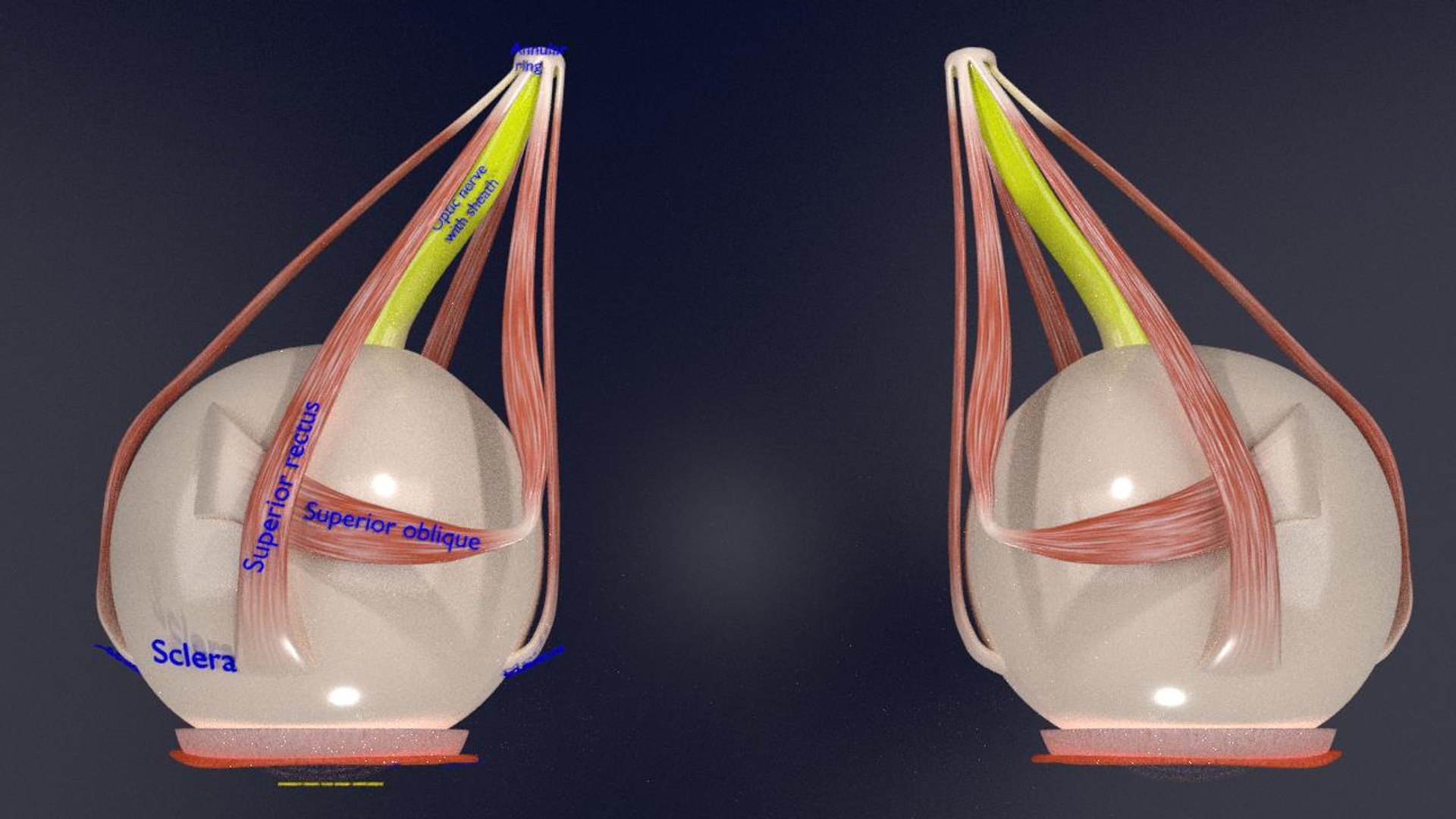 Eye Anatomy Cut Open Detail Labelled 3D - TurboSquid 1773930