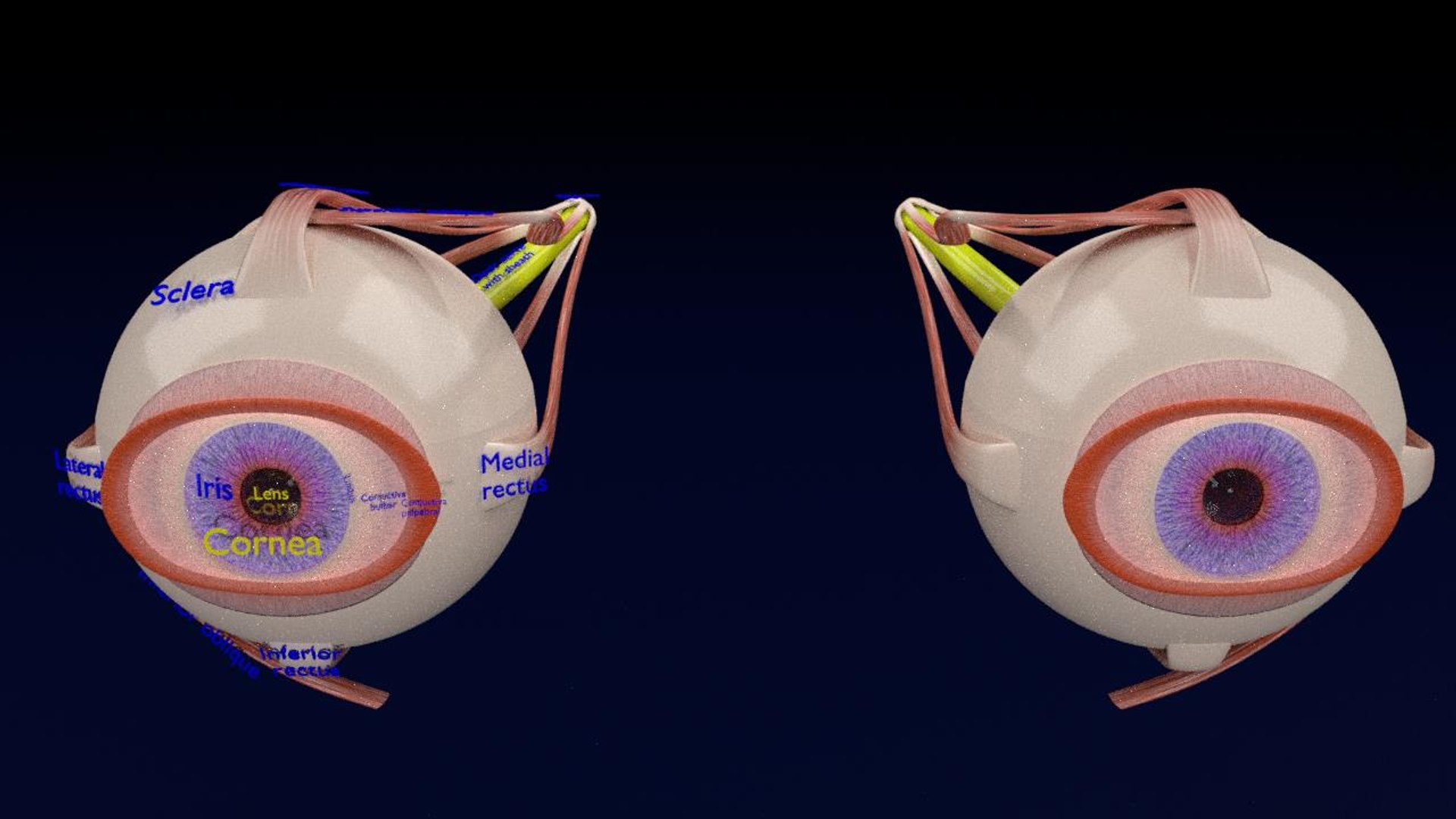 Eye Anatomy Cut Open Detail Labelled 3D - TurboSquid 1773930