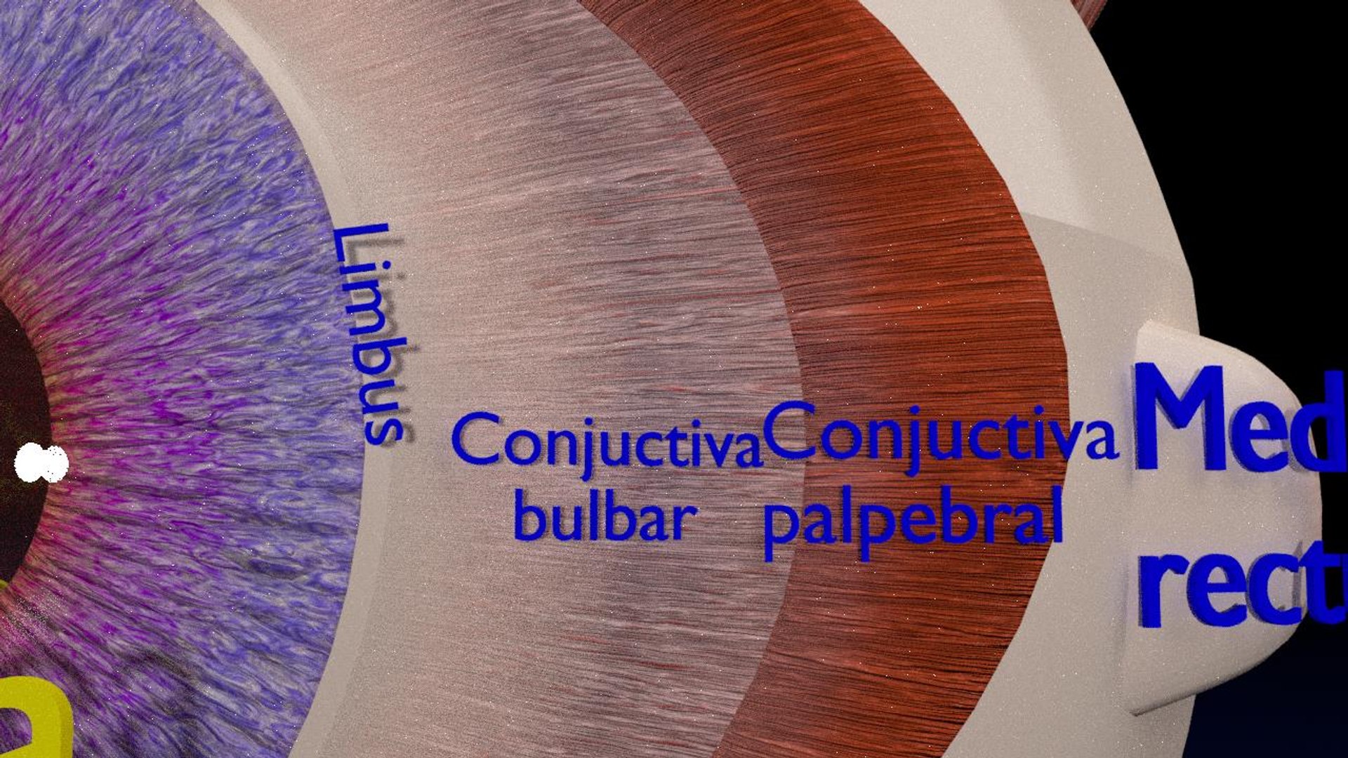 Eye Anatomy Cut Open Detail Labelled 3D - TurboSquid 1773930