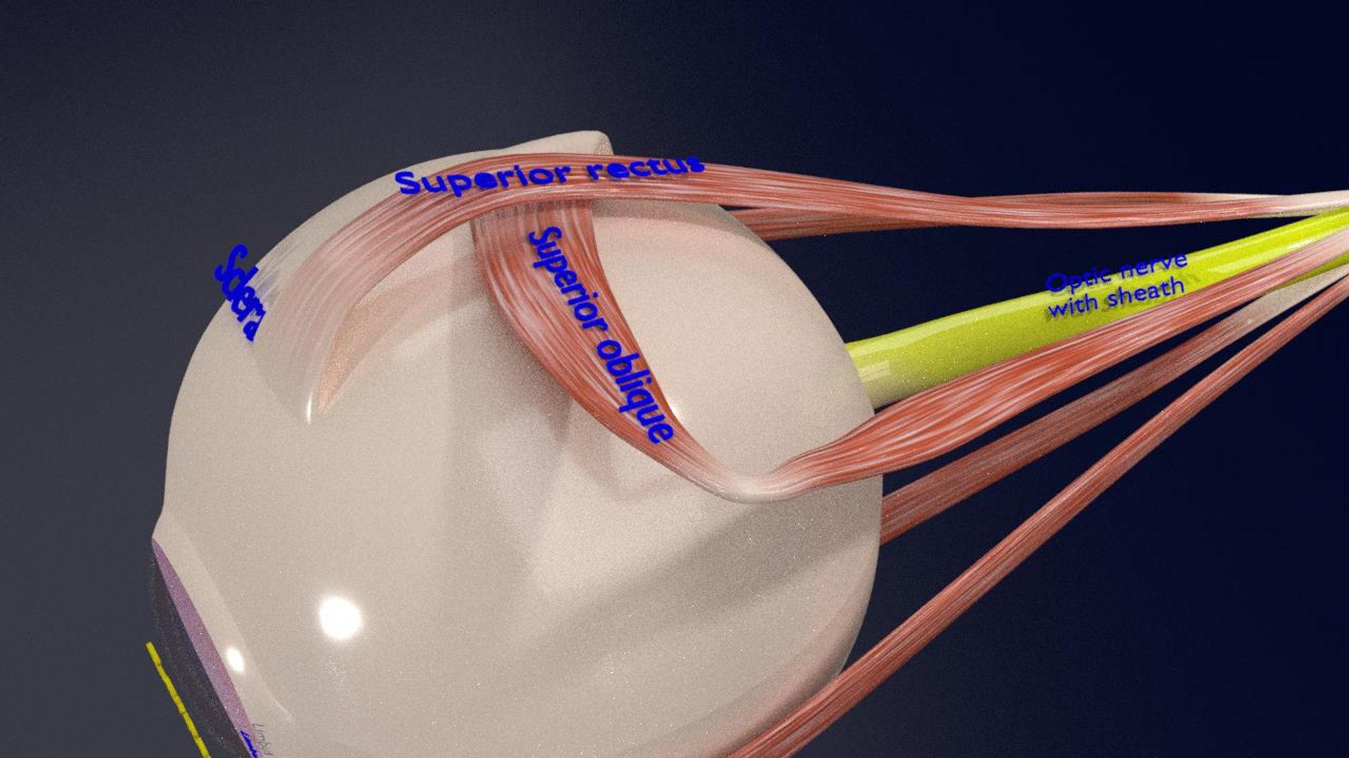 Eye Anatomy Cut Open Detail Labelled 3D - TurboSquid 1773930