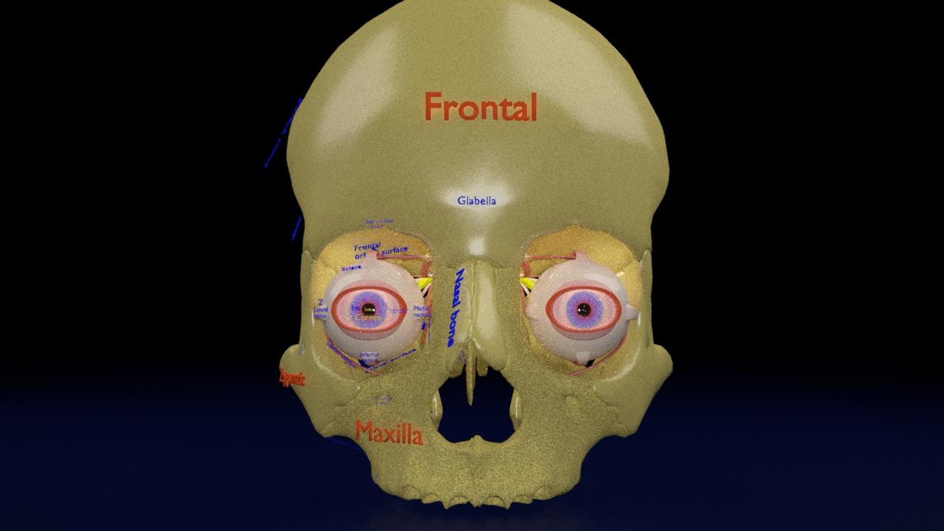 Eye Anatomy Cut Open Detail Labelled 3D - TurboSquid 1773930