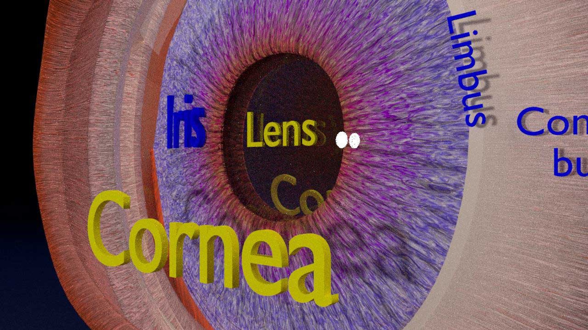 Eye Anatomy Cut Open Detail Labelled 3D - TurboSquid 1773930