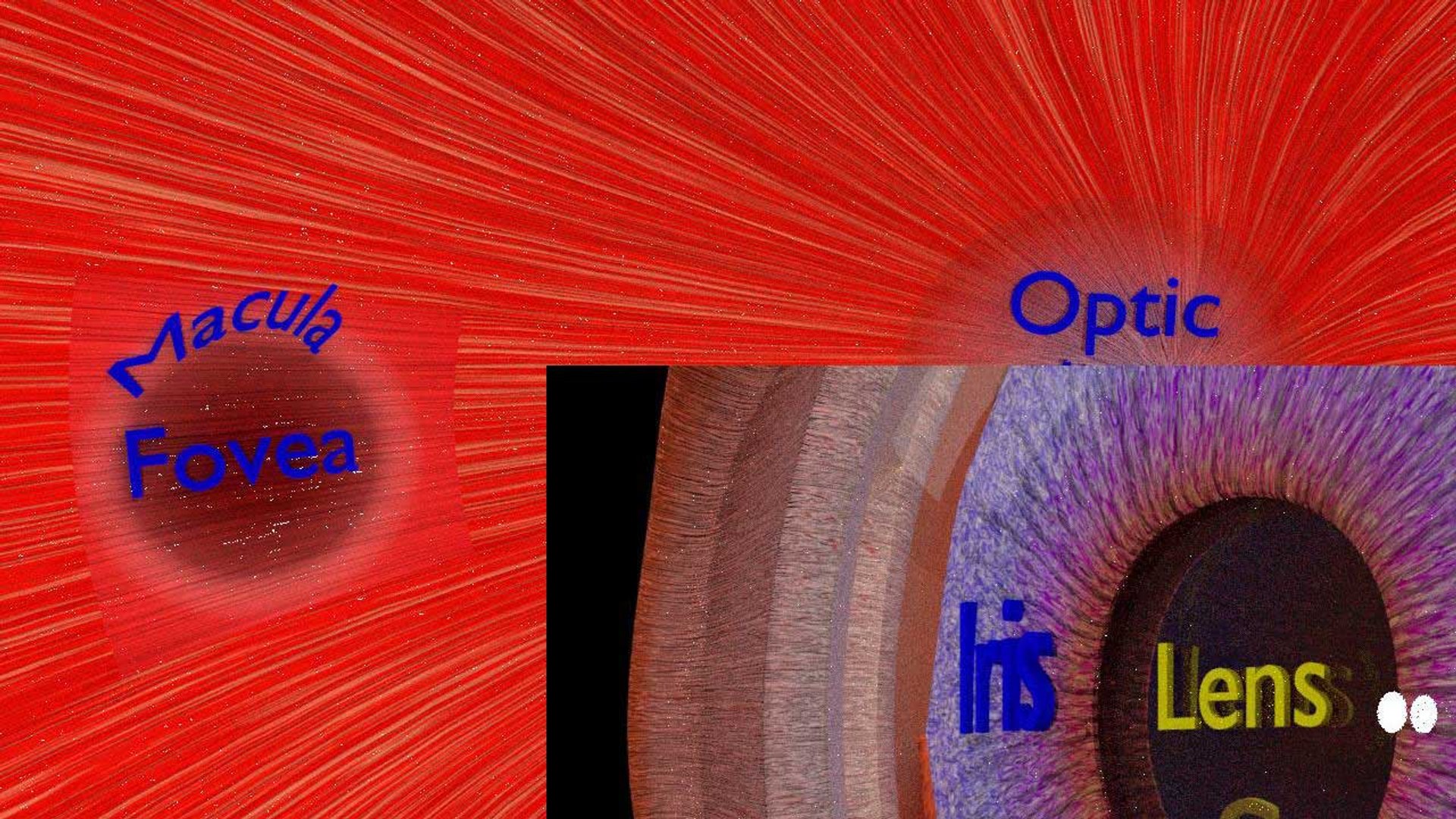 Eye Anatomy Cut Open Detail Labelled 3D - TurboSquid 1773930