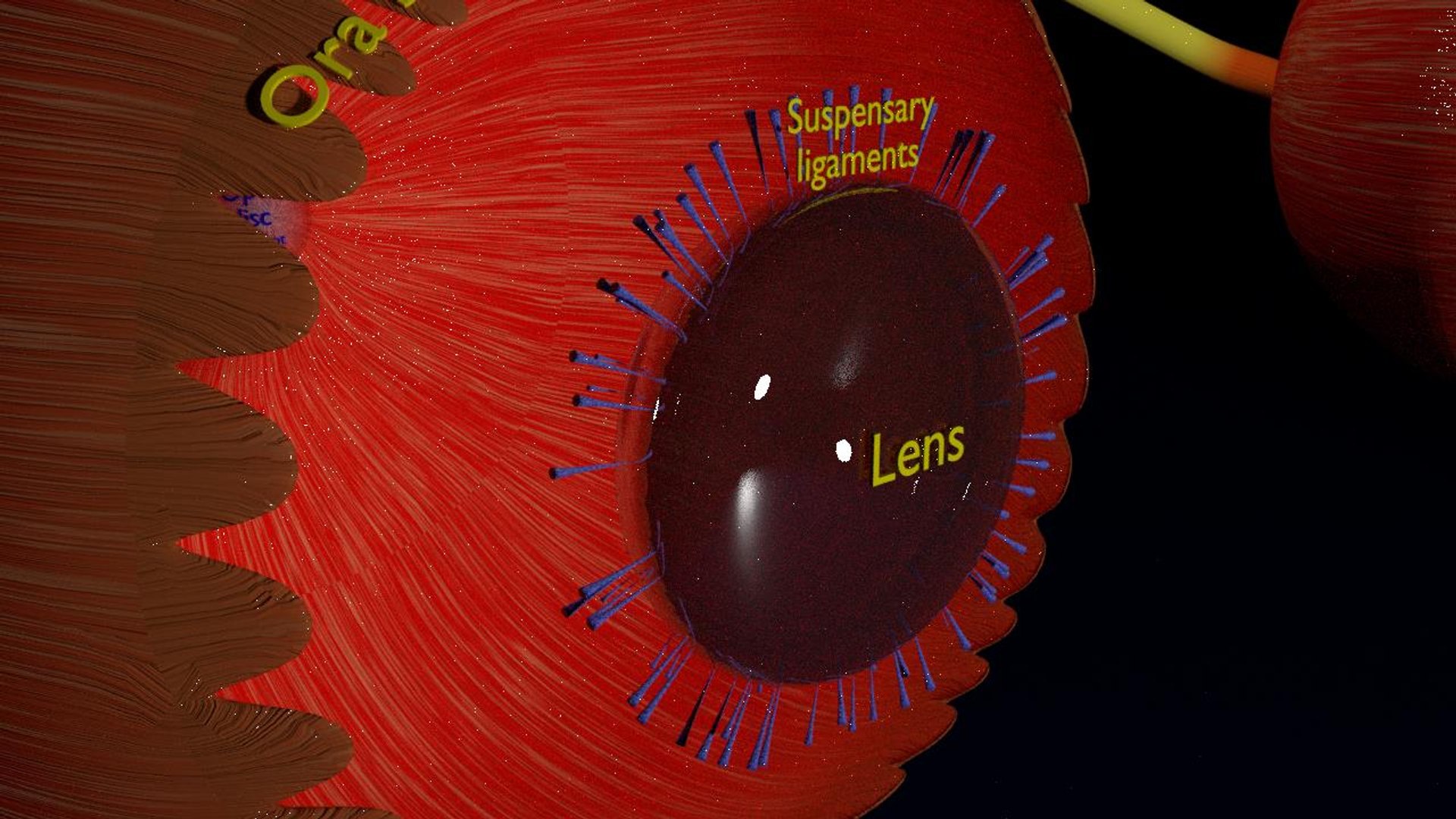 Eye Anatomy Cut Open Detail Labelled 3D - TurboSquid 1773930
