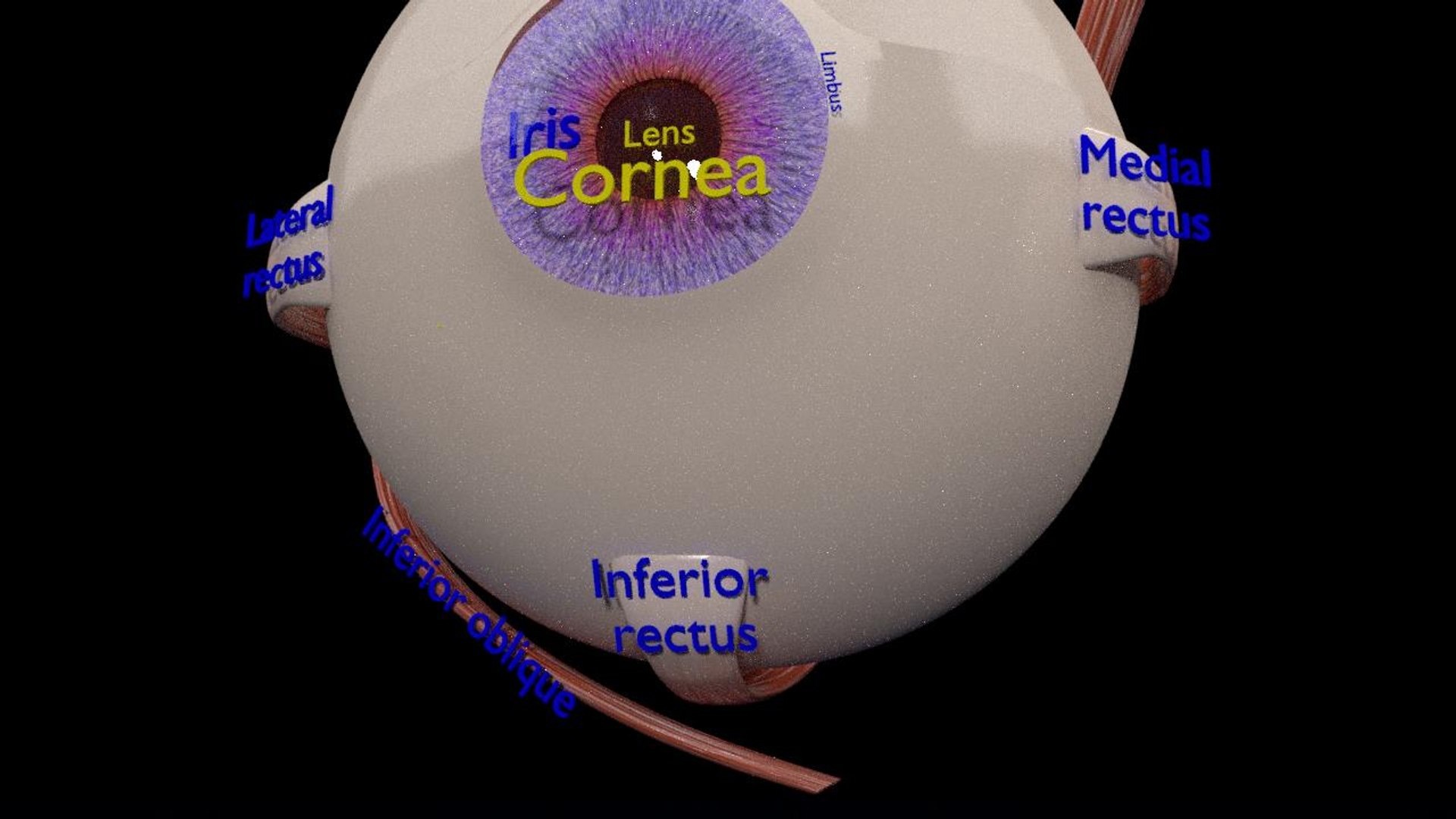 Eye Anatomy Cut Open Detail Labelled 3D - TurboSquid 1773930