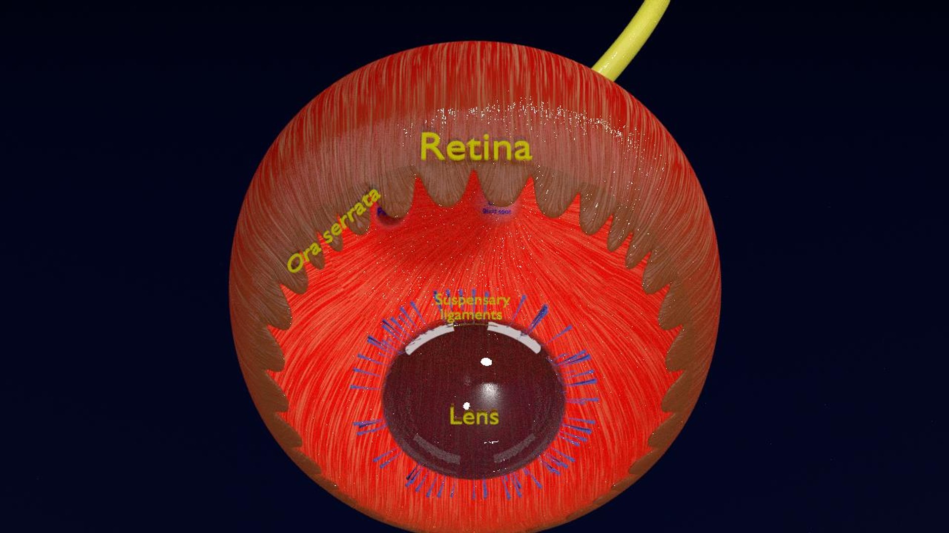 Eye Anatomy Cut Open Detail Labelled 3D - TurboSquid 1773930