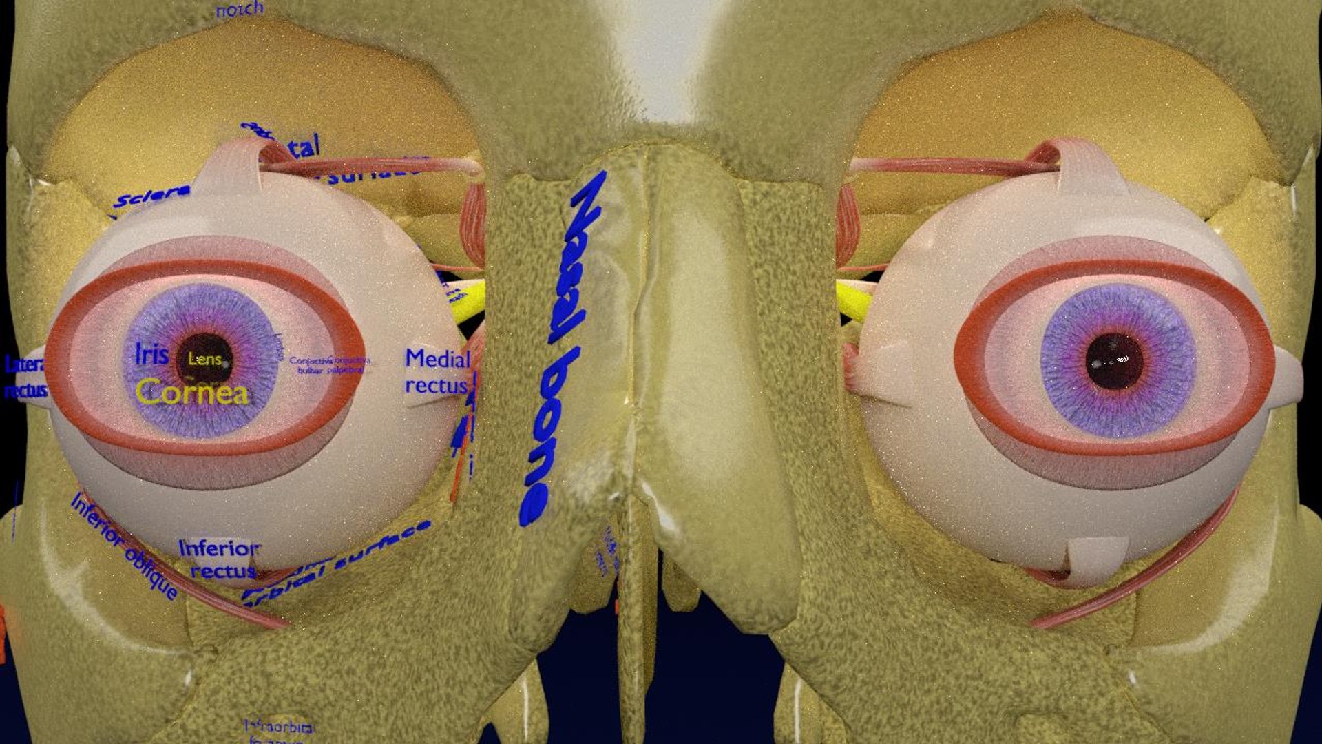 Eye Anatomy Cut Open Detail Labelled 3D - TurboSquid 1773930