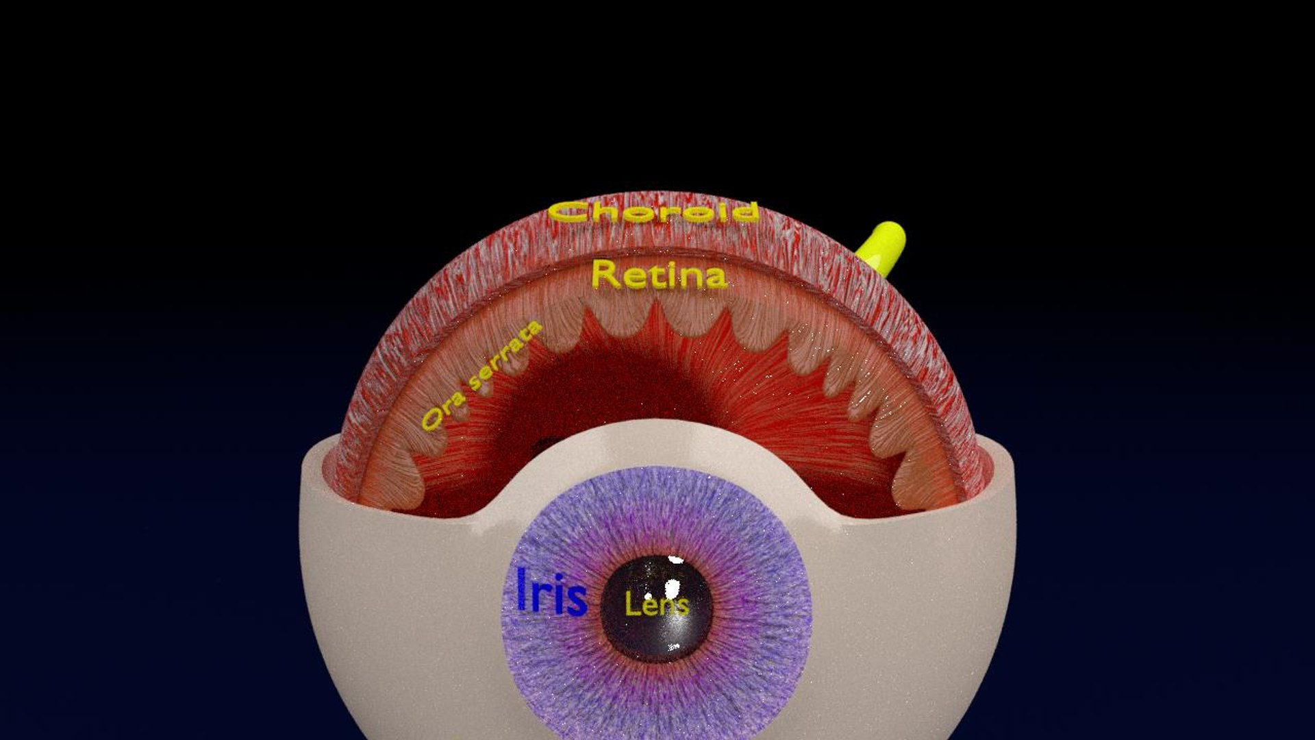Eye Anatomy Cut Open Detail Labelled 3D - TurboSquid 1773930