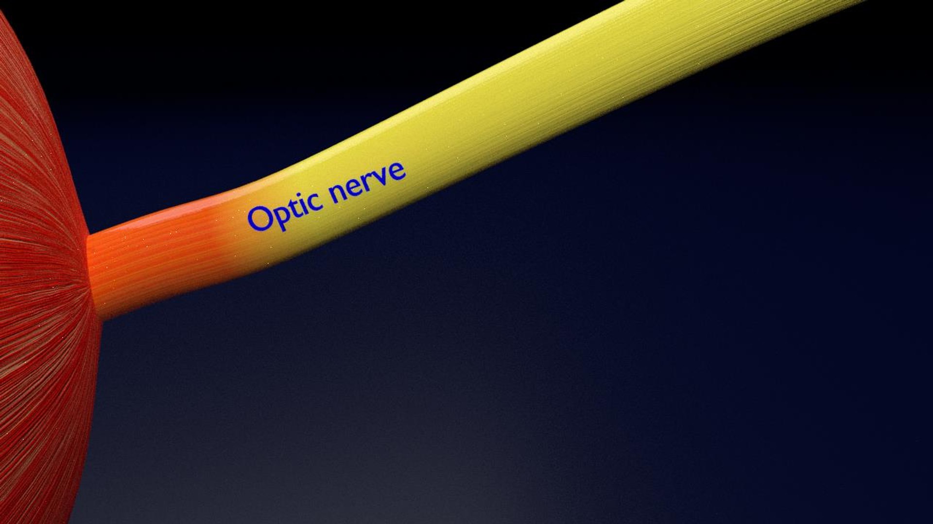 Eye anatomy cut open detail labelled 3D - TurboSquid 1773930