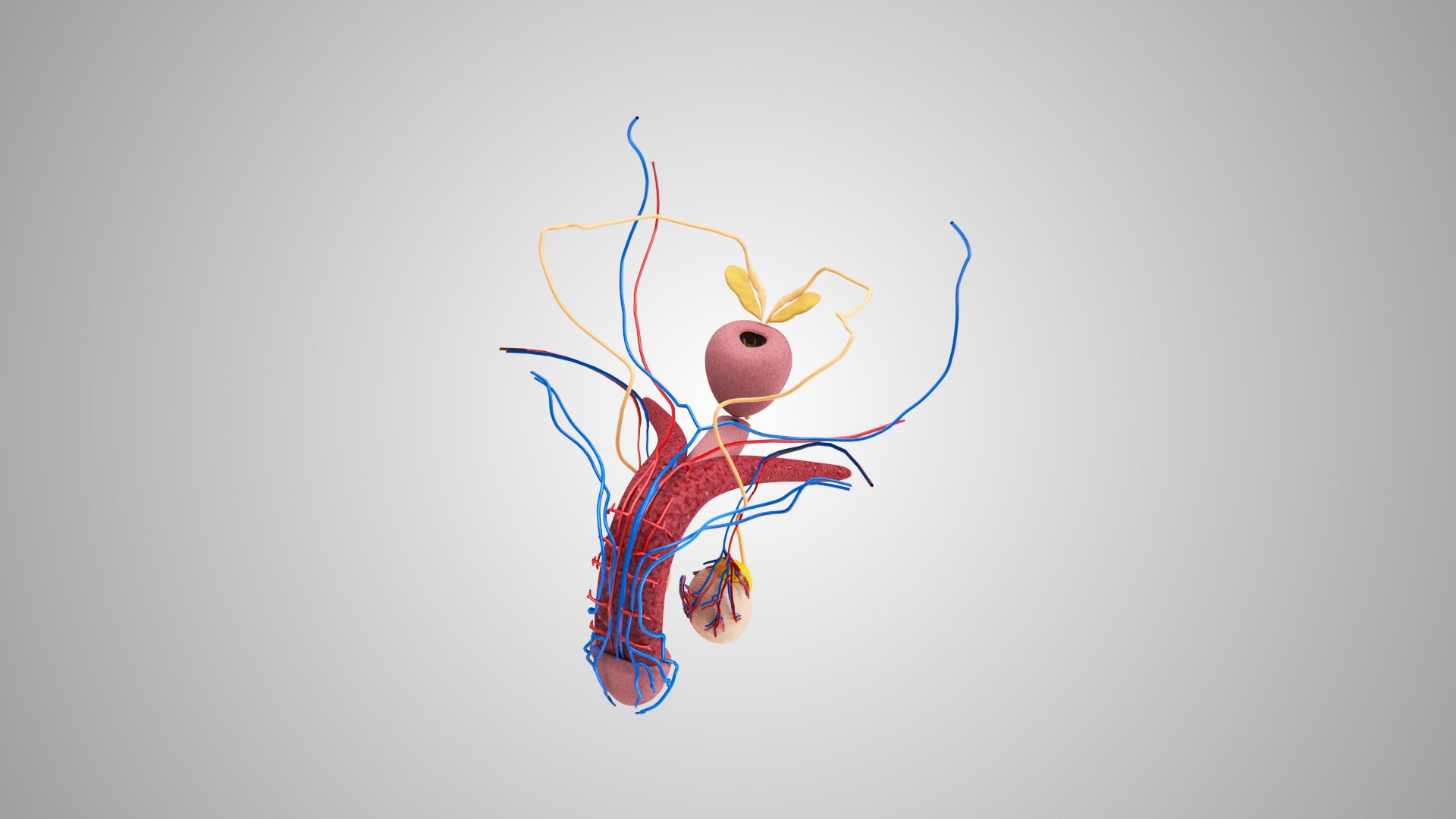 Male Reproductive System 3D - TurboSquid 1927658