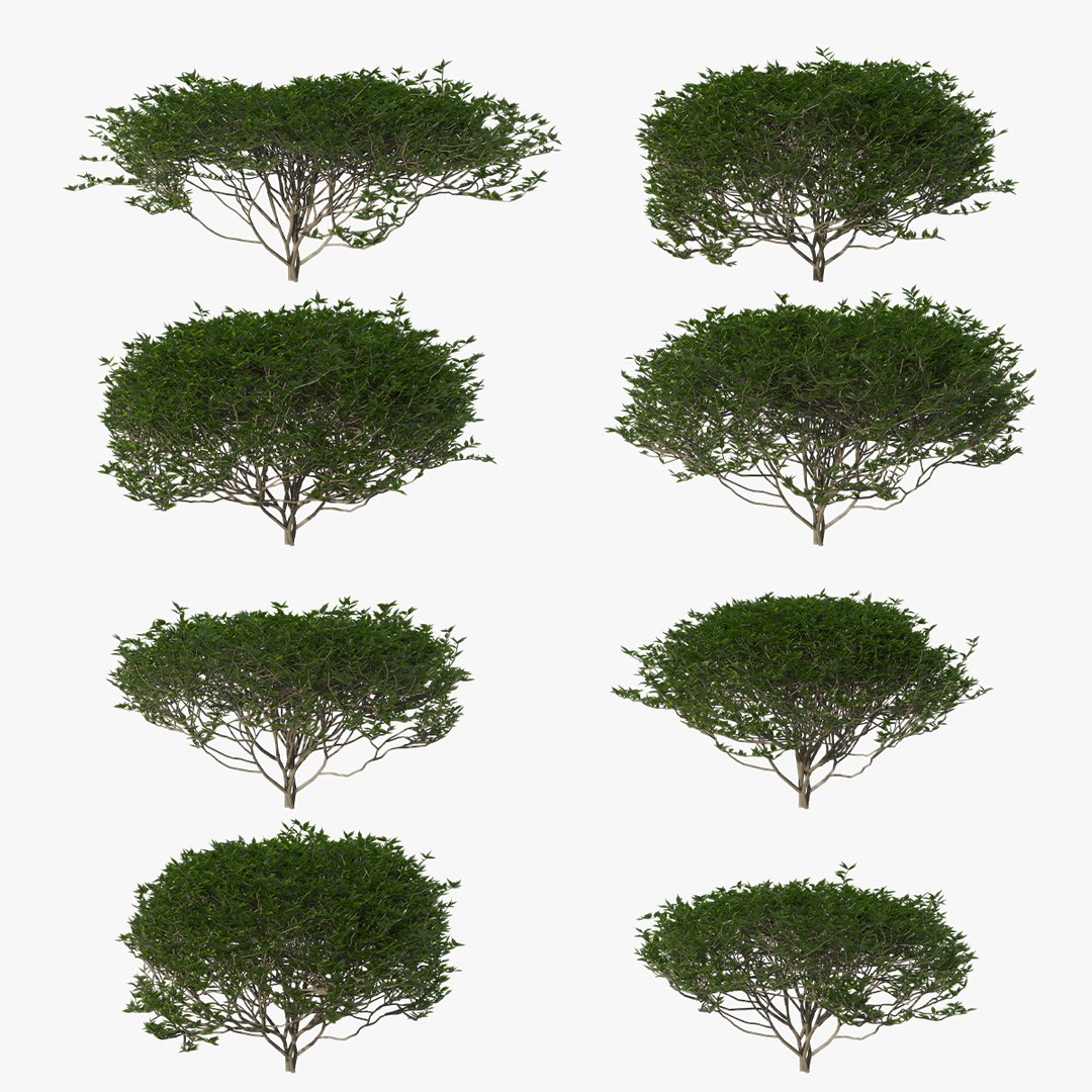 Tree Pack - Acacia X8 3D Model - TurboSquid 2197086